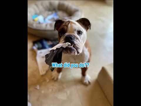 LIVING WITH AN ENGLISH BULLDOG! WHAT DID YOU DO? #englishbulldog #doggieshorts