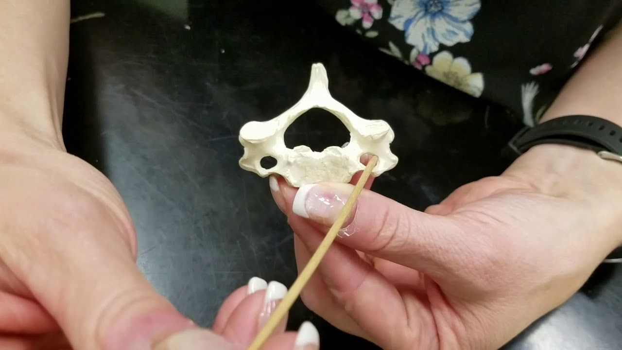 Lab Video Vertebrae