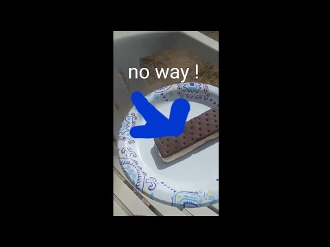 non-melting ice cream. U WONT BELIEVE IT ! !