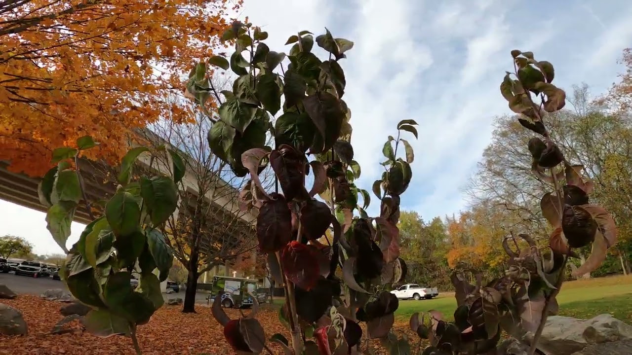 City leaders plant trees to mark Arbor Day 2024