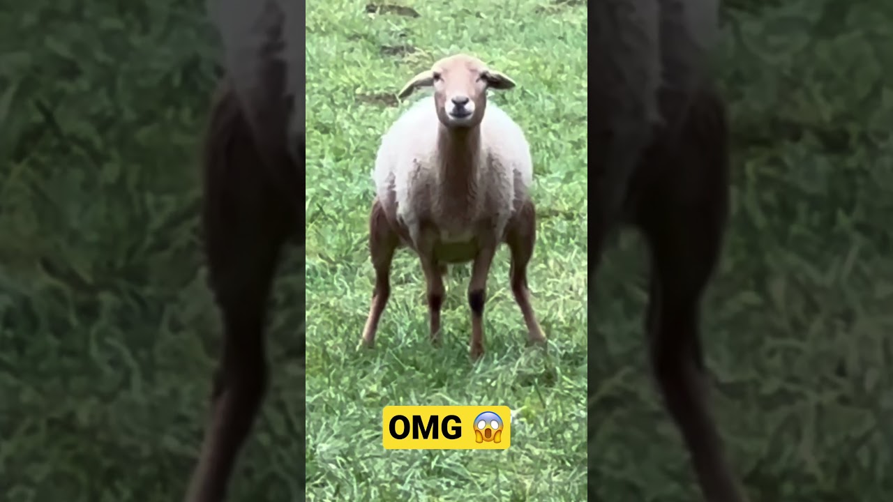 OMG: Sheep Lady takes a piss and then wants to flirt with me #omg #sheep #viral