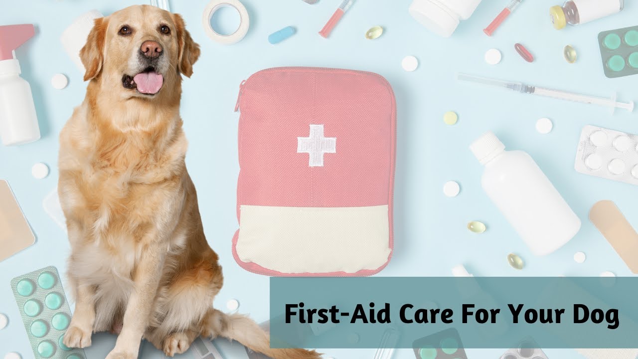 What Can I Do For My Dog At Home During An Emergency?