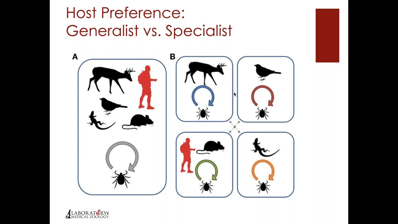 TickTalk webinar 3-11-2020:  Tick Behavior: finding hosts & feeding