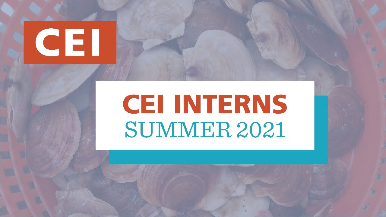 CEI Intern Reflections - Summer 2021