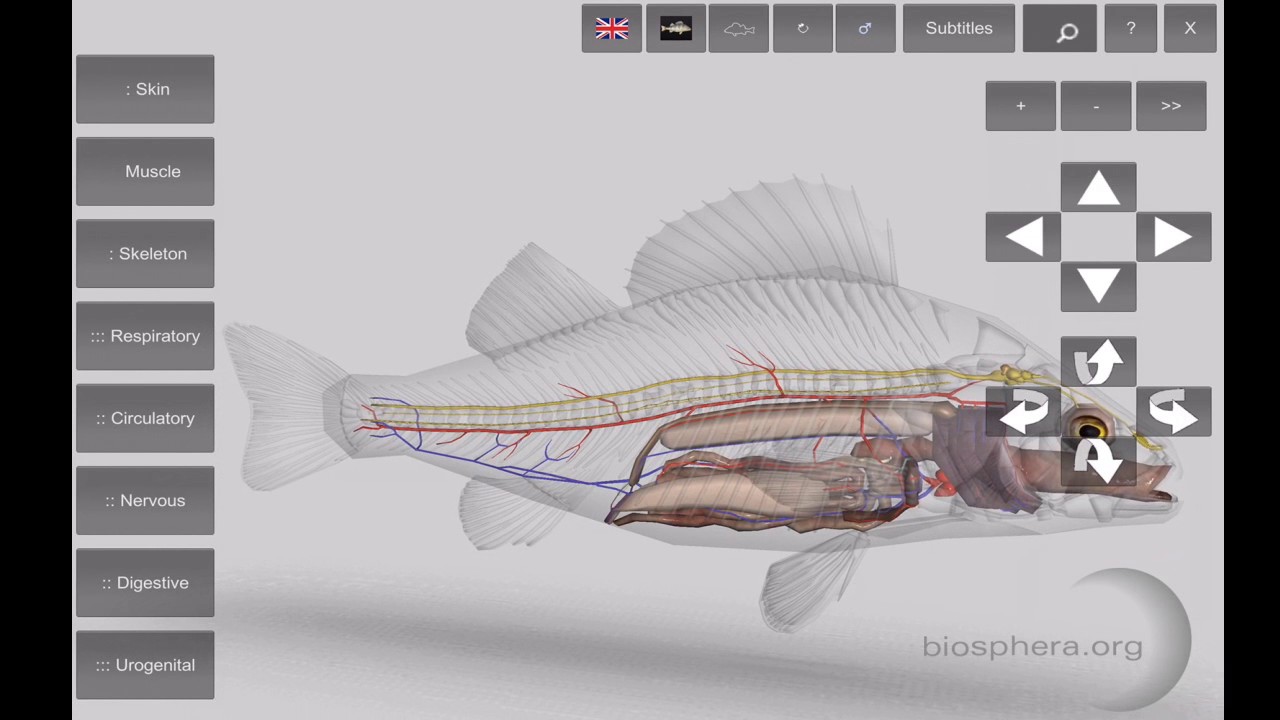 3D Fish Anatomy App for Mobile Devices