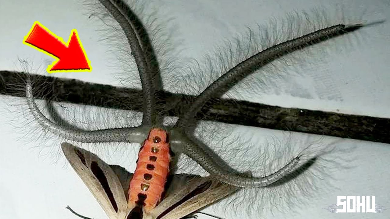 15 Insects So Bizarre They Don't Look Real | Part 2