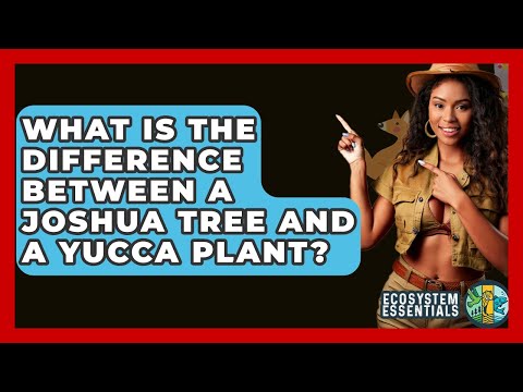What Is The Difference Between A Joshua Tree And A Yucca Plant? - Ecosystem Essentials
