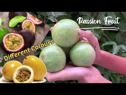 Passion Fruit | Everything You Need to Know🤔🤔