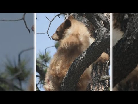 Bear cub caught after roaming around Espanola