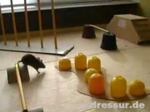 Smartest Mouse in the World? – Amazing mouse agility tests show how ...