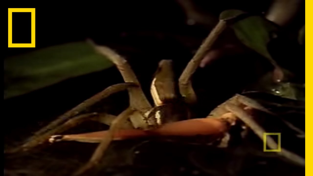 Spider Eats Frog! | National Geographic
