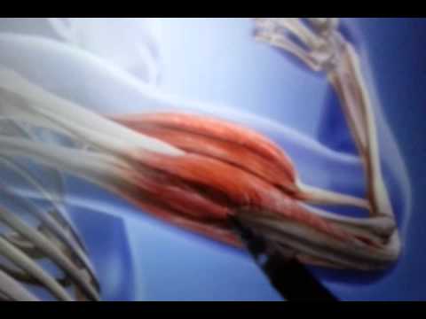 Mišićni sistem | Biosoikoslogos