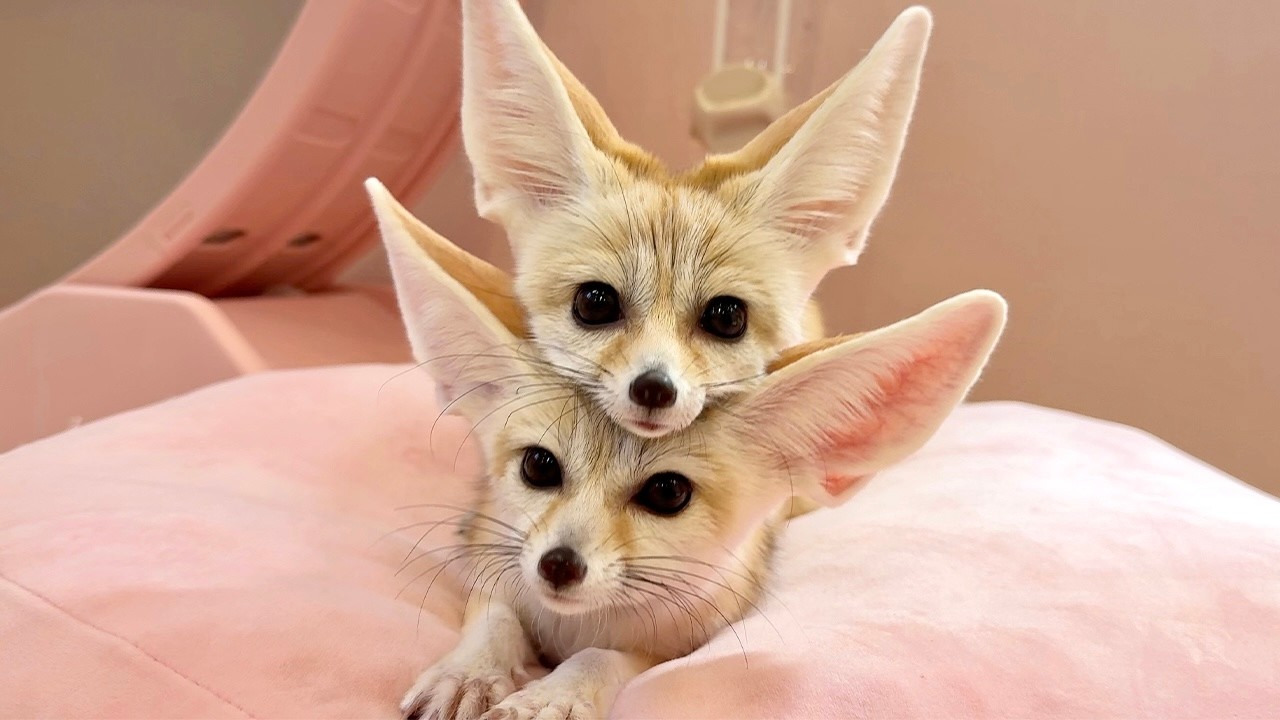 Japan’s First Fennec Fox Cafe! Getting Up Close with 6 Cuddly Foxes🦊