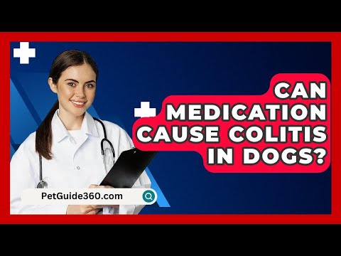 Can Medication Cause Colitis In Dogs? - PetGuide360.com