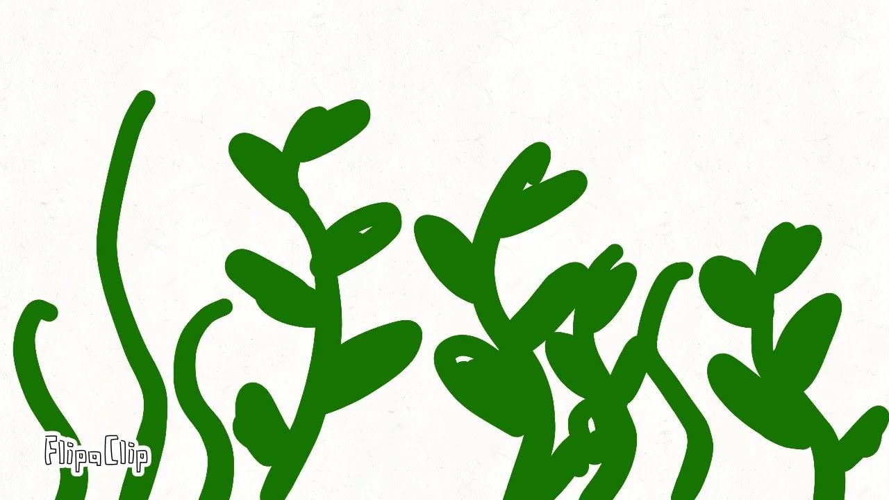 kelp (without audio)