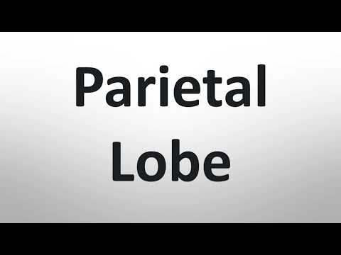 How to Pronounce Parietal Lobe (Correctly)
