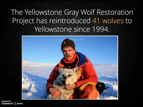 Population Ecology and Wolf Intro
