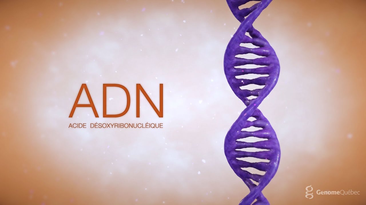 De la cellule à l'ADN