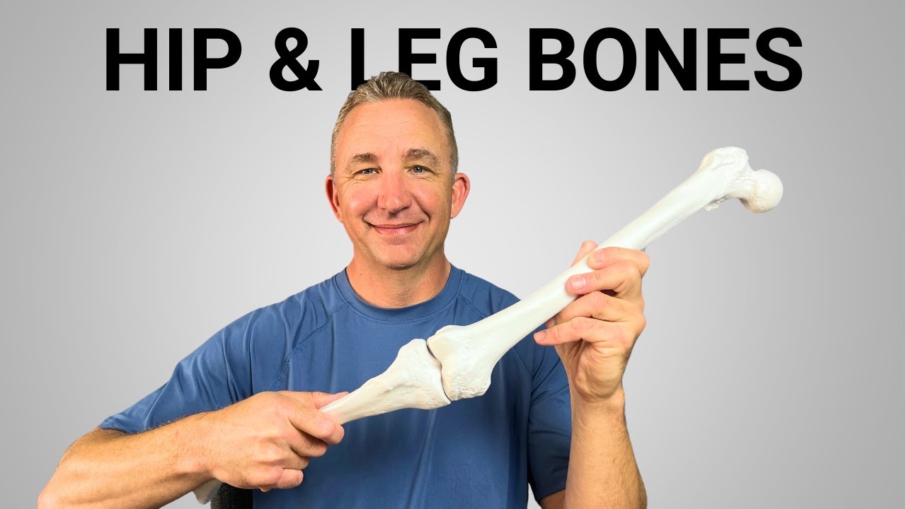 Appendicular Skeleton: Hip, Femur, Tibia & Fibula Bones