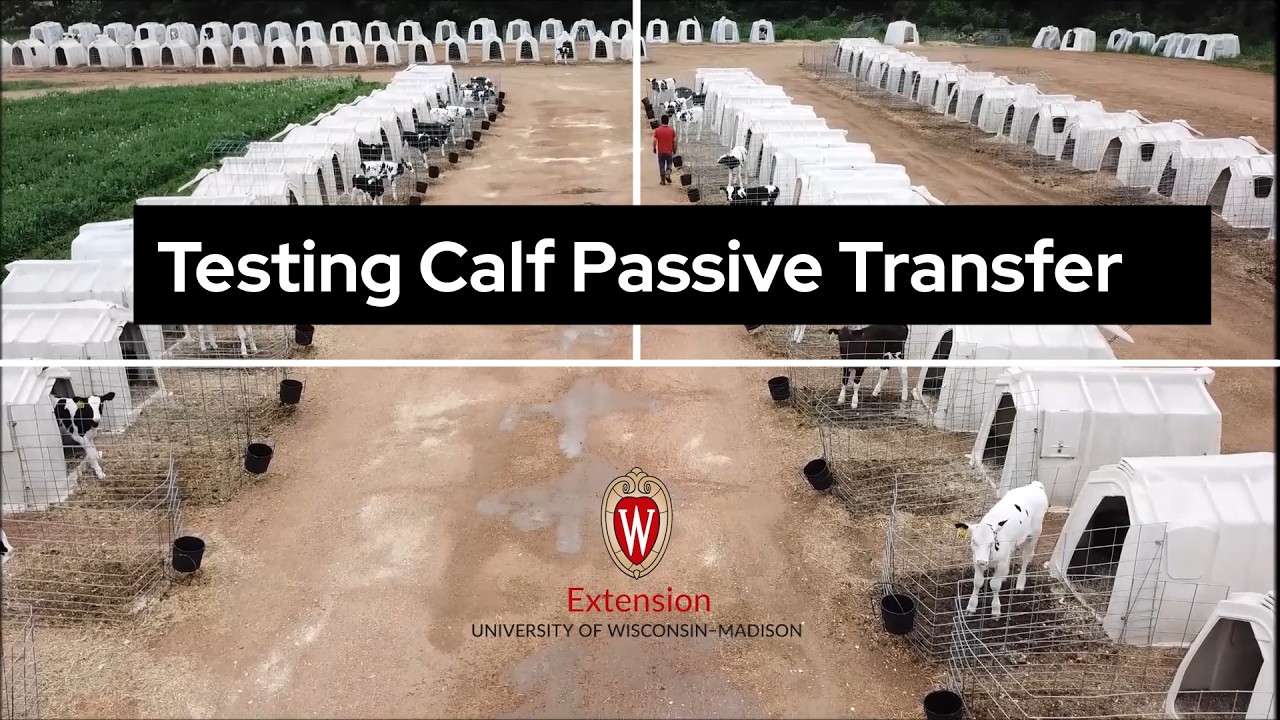 Testing Calf Passive Transfer