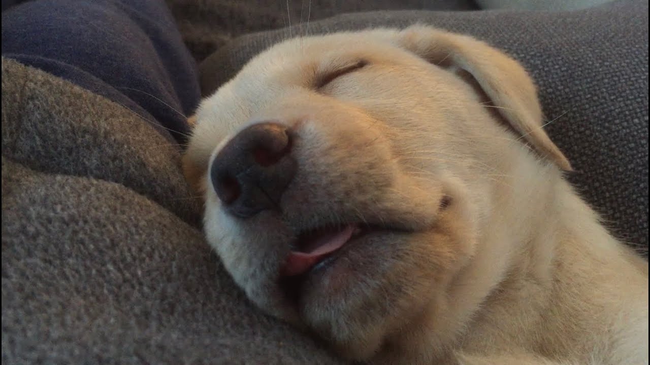 Olive and Mabel - Puppy Love.