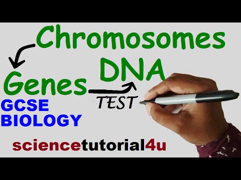 DNA and CHROMOSOMES. TEST & GCSE Science Revision