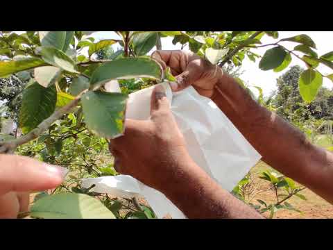 Guava Fruit Protection Bags - Guava Fruit Protection Bag Manufacturer ...
