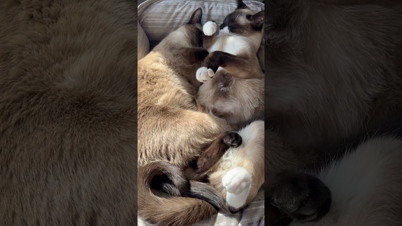 2 Siamese Cats, 1 Cozy Bed! 😻 Too Cute!
