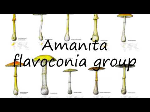 How to pronounce Amanita flavoconia group in English?