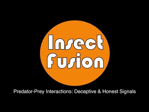 Predator-Prey: Mimicry, Aposomatic & Cryptic Coloration