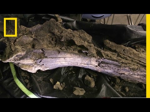 See the Ancient Whale Skull Recovered From a Virginia Swamp | National Geographic
