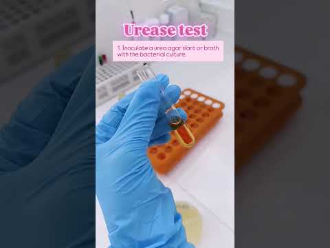 Urease test practical procedure #Microbiology #Biology #Science