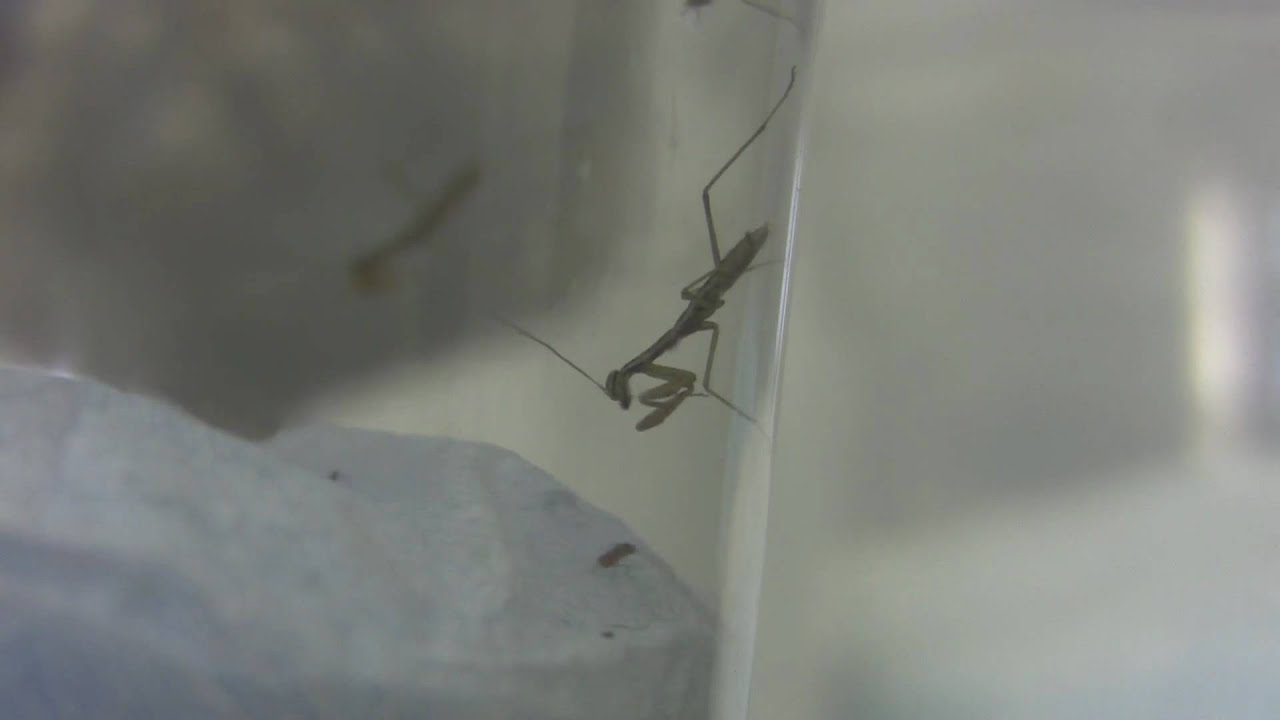 Baby mantises eating fruit flies