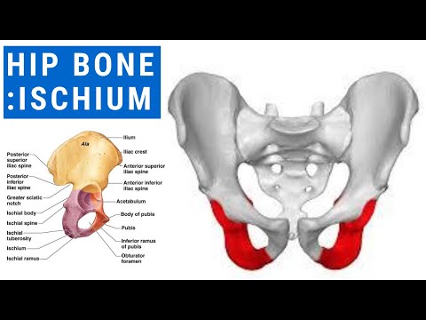 HIP BONE || ISHIUM || ISCHIAL TUBEROSITY ||