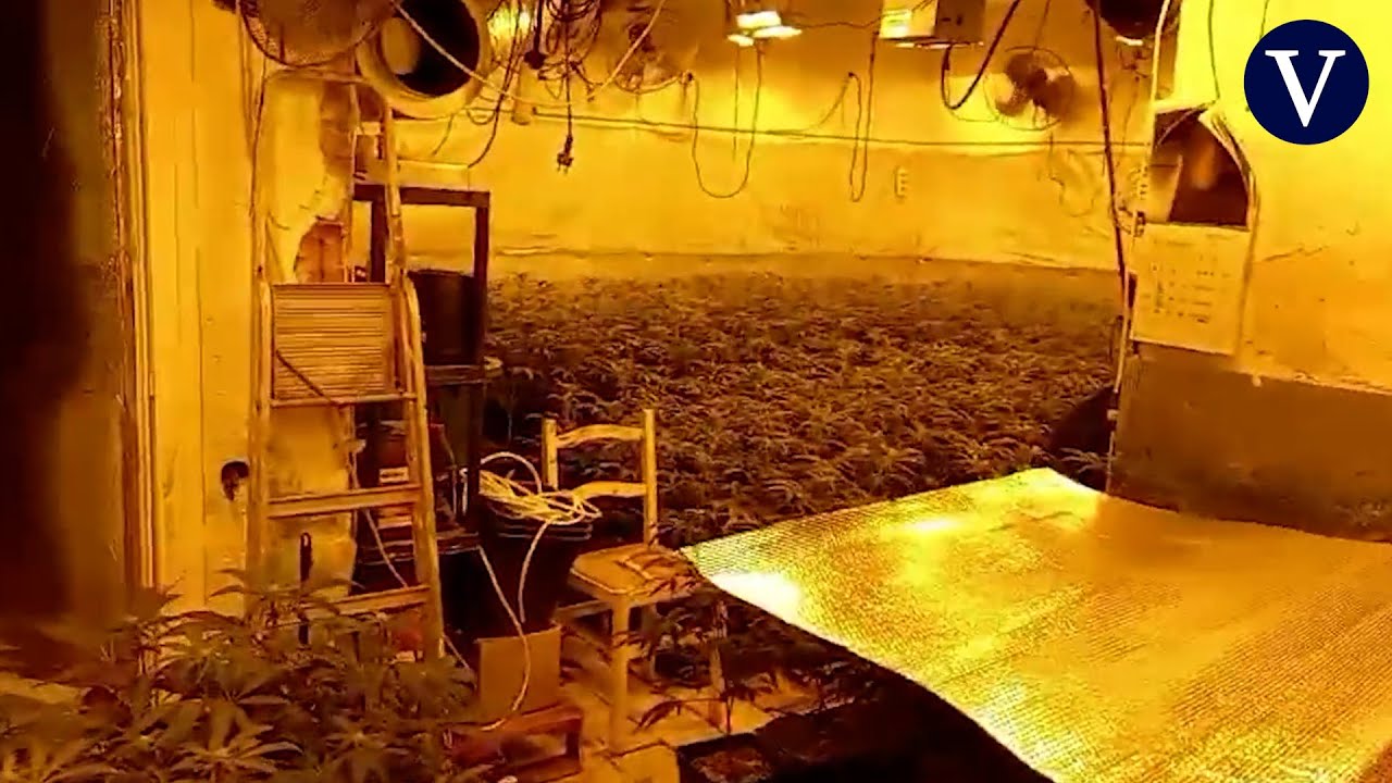 Detienen a un vecino por montar un cultivo de marihuana en su casa