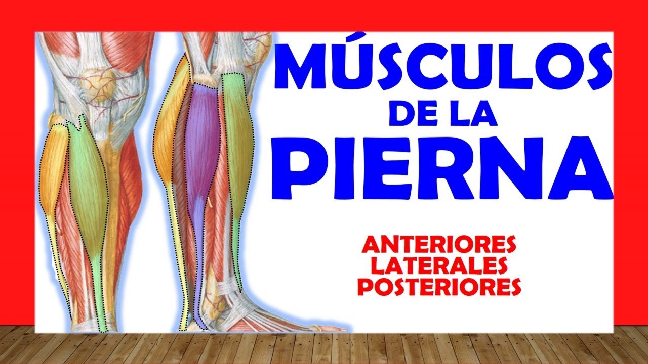 🥇 LEG MUSCLES. Compartments (Anterior, Lateral and Rear)