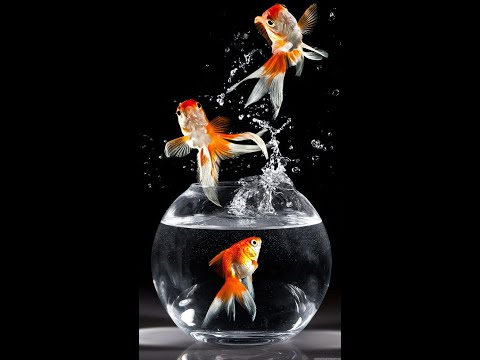 Goldfish makes sound