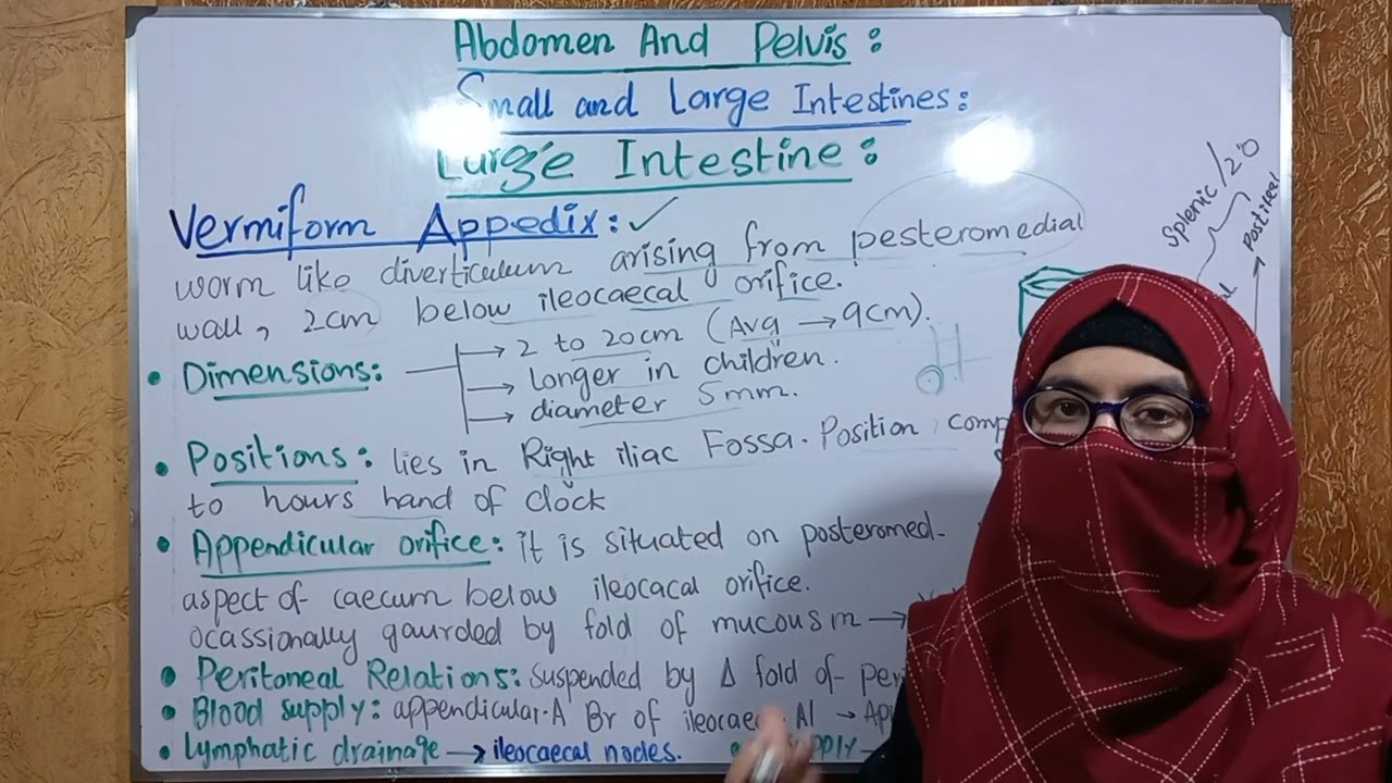 Vermiform Appendix | positions| Dimensions |Appendicular orifice | Relations @ayeshamedicaleducation