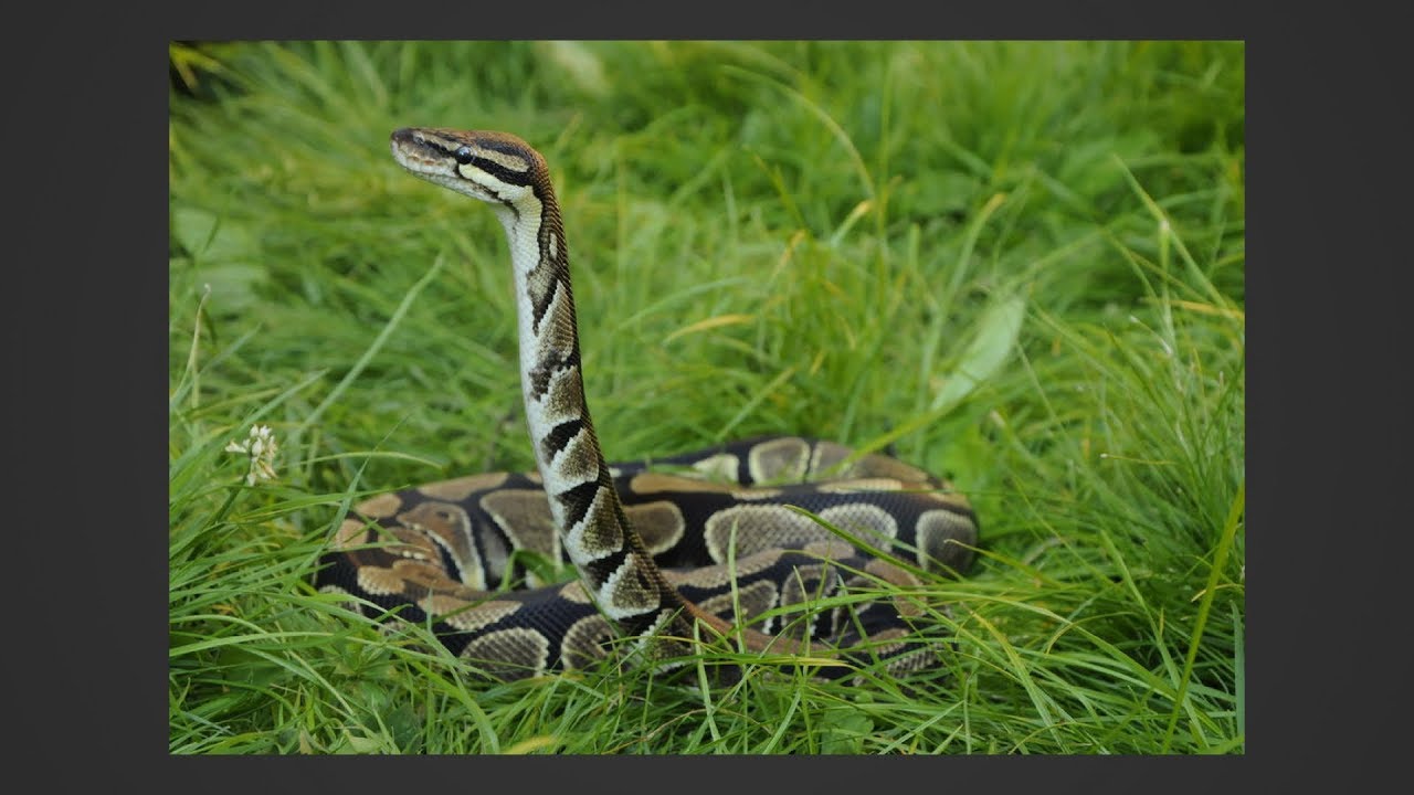 Why Do Ball Pythons Do 