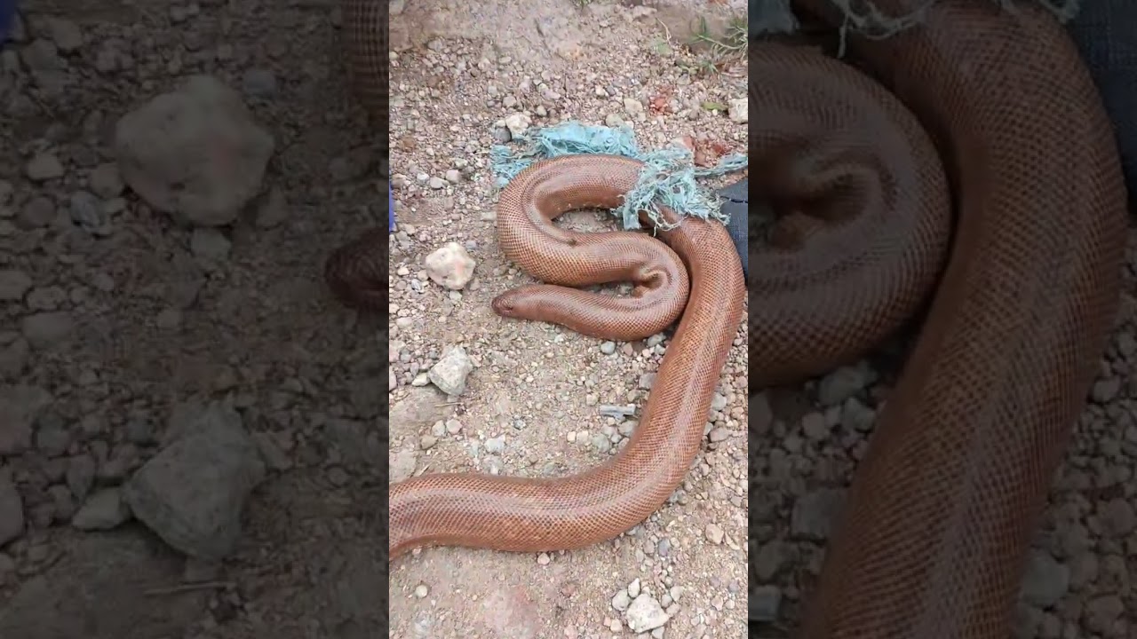 Domuhi sank two mouth snake 🐍