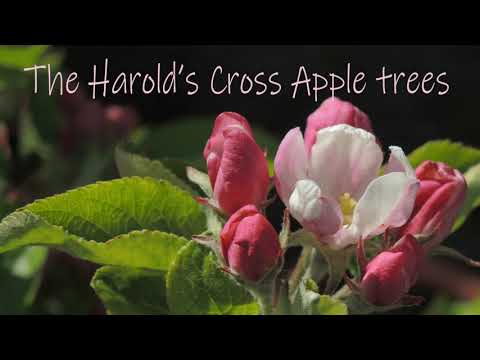 HX Grow – Apple Trees | Harold's Cross