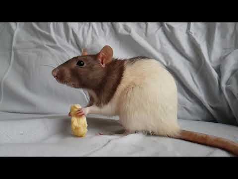 Steam Community :: Video :: Monch 2