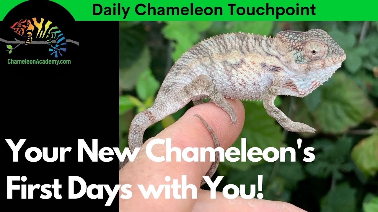 Your New Chameleon's First Days in a New Home