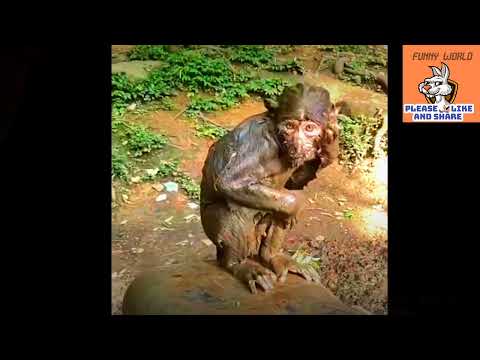 funny monkey, funny monkey videos, funny monkey song, funny monkey gif,