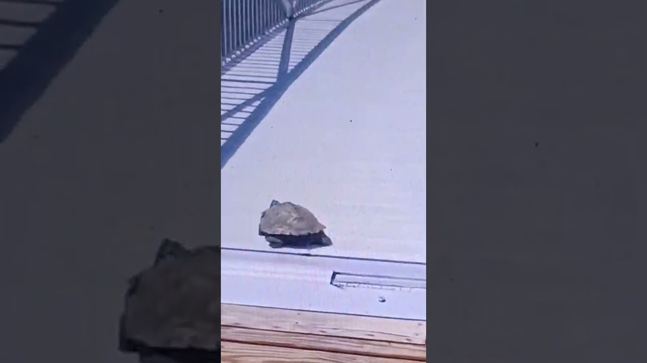 OMG 😱 TURTLE 🐢 Running very Fast🤯#viralshorts #trendingshorts #satisfying#turtle
