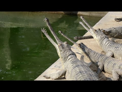 Gharial | घड़ियाल | Biggest species of crocodilian