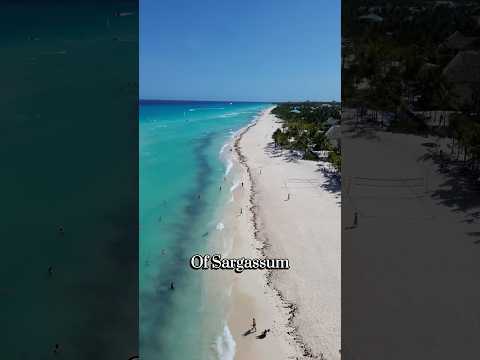 Playa Del Carmen Sargassum Update | PlayaCar June 2025