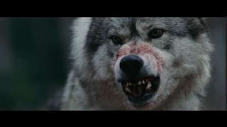Wolf Attack Scene Watch HD Mp4 Video Download Free