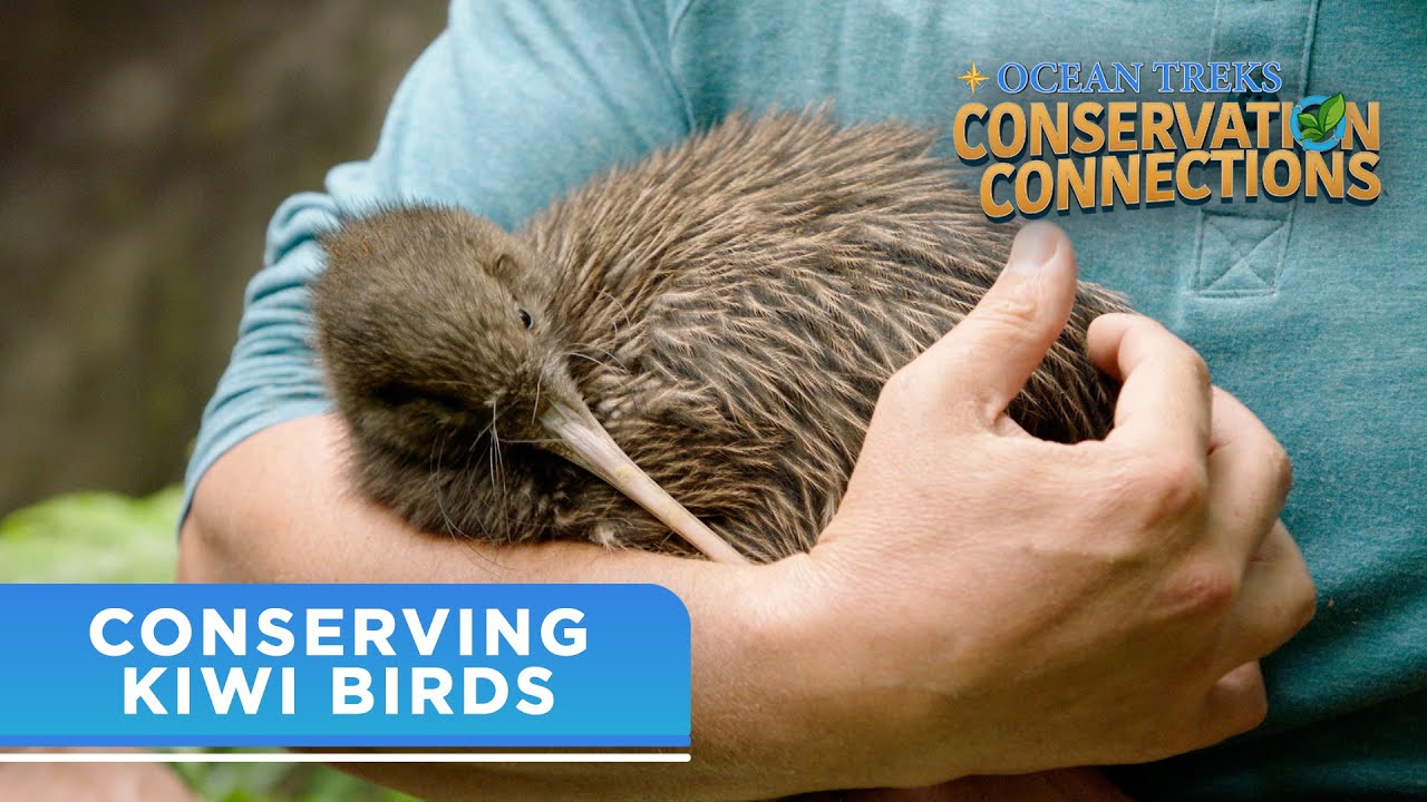 Ocean Treks Conservation Connections - Conserving Kiwi Birds | Princess Cruises