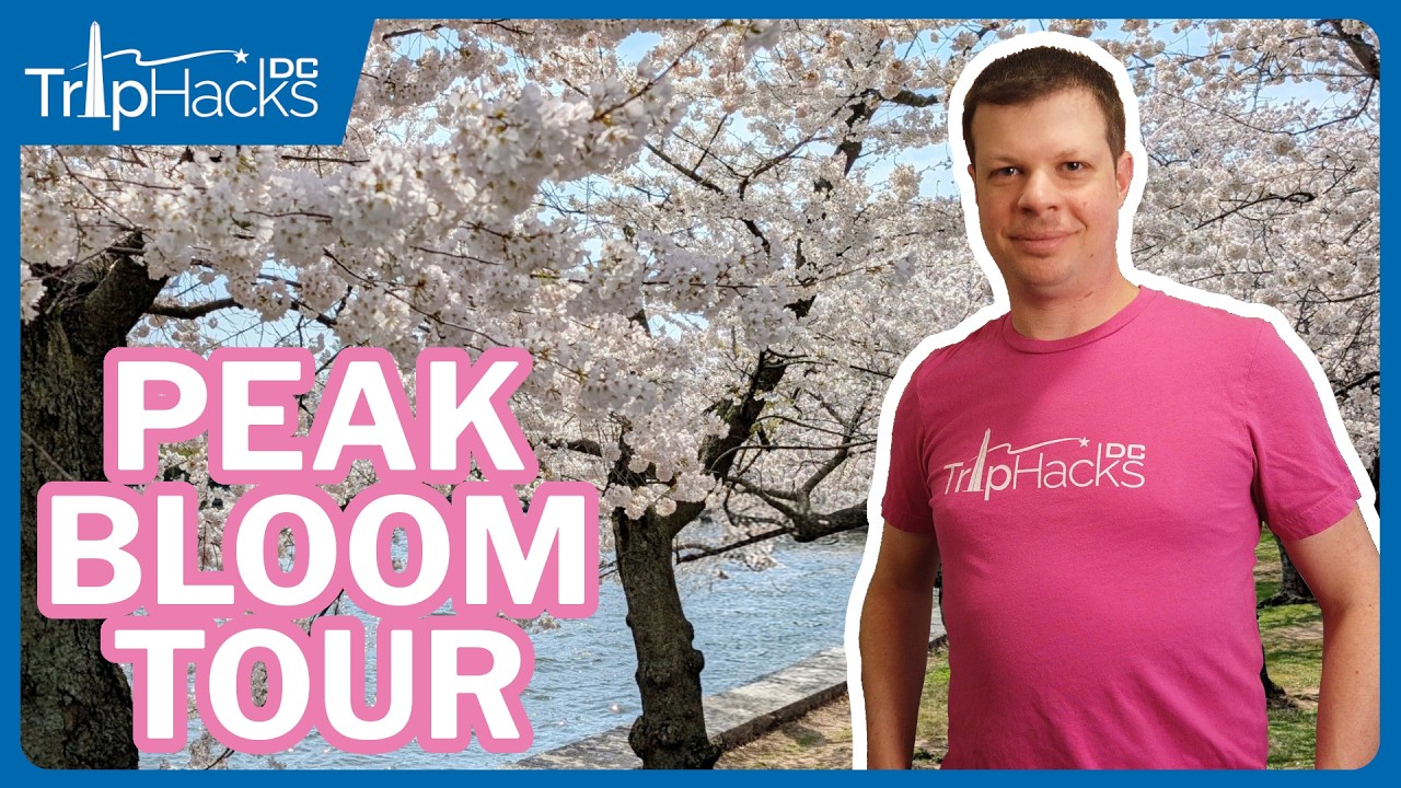 Washington DC Cherry Blossom 2026 Virtual Tour 🌸 4K Narrated